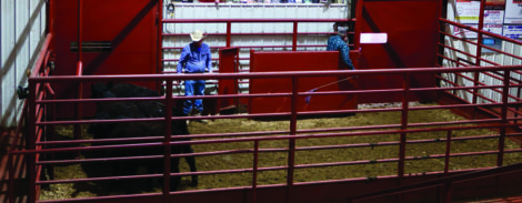 Cattle Auction: Terminology & Tips - Grit
